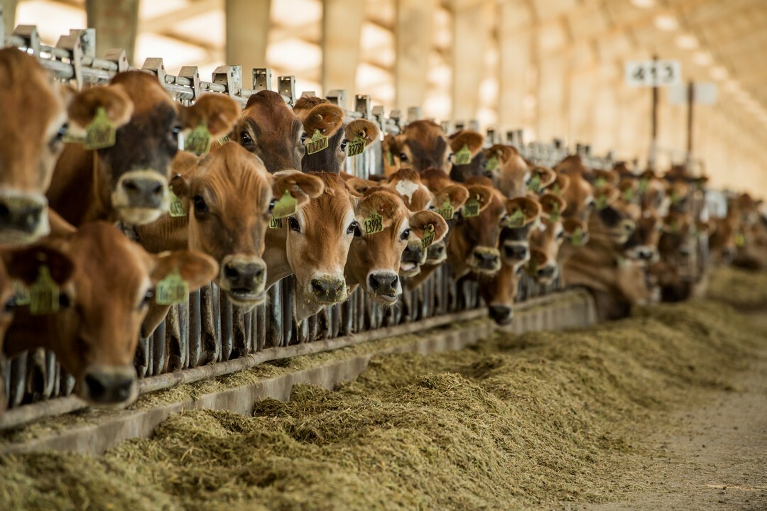 It All Starts With the Cow | Threemile Canyon Farms