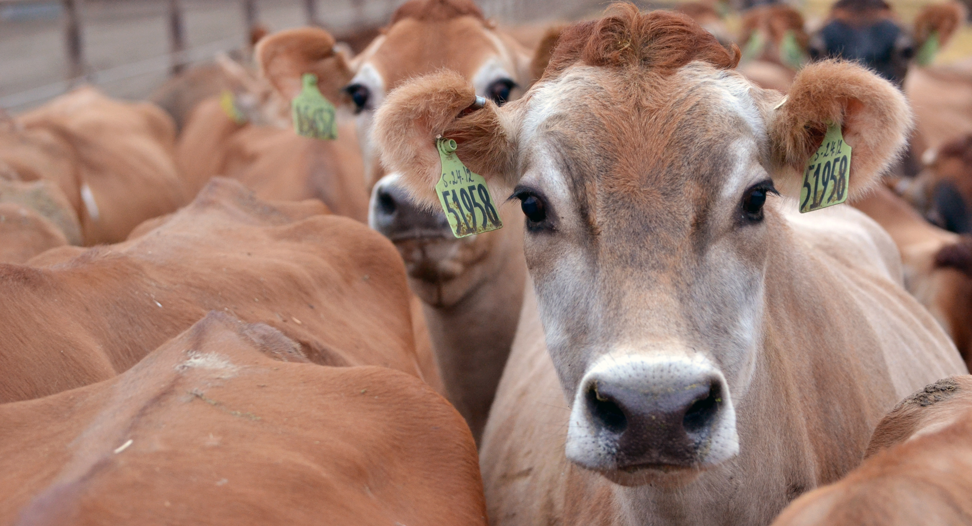 Closed Loop Agriculture – It Starts with… | Threemile Canyon Farms