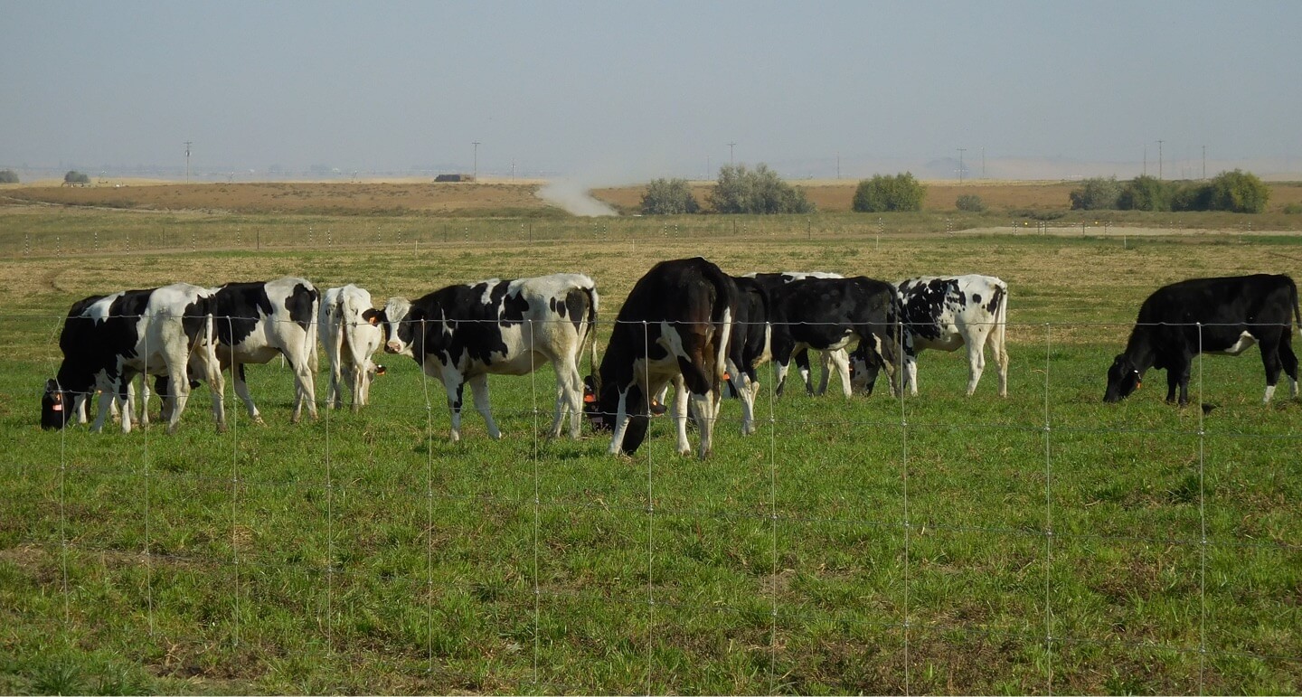 Why Large (Family) Farms Are Good For The… | Threemile Canyon Farms